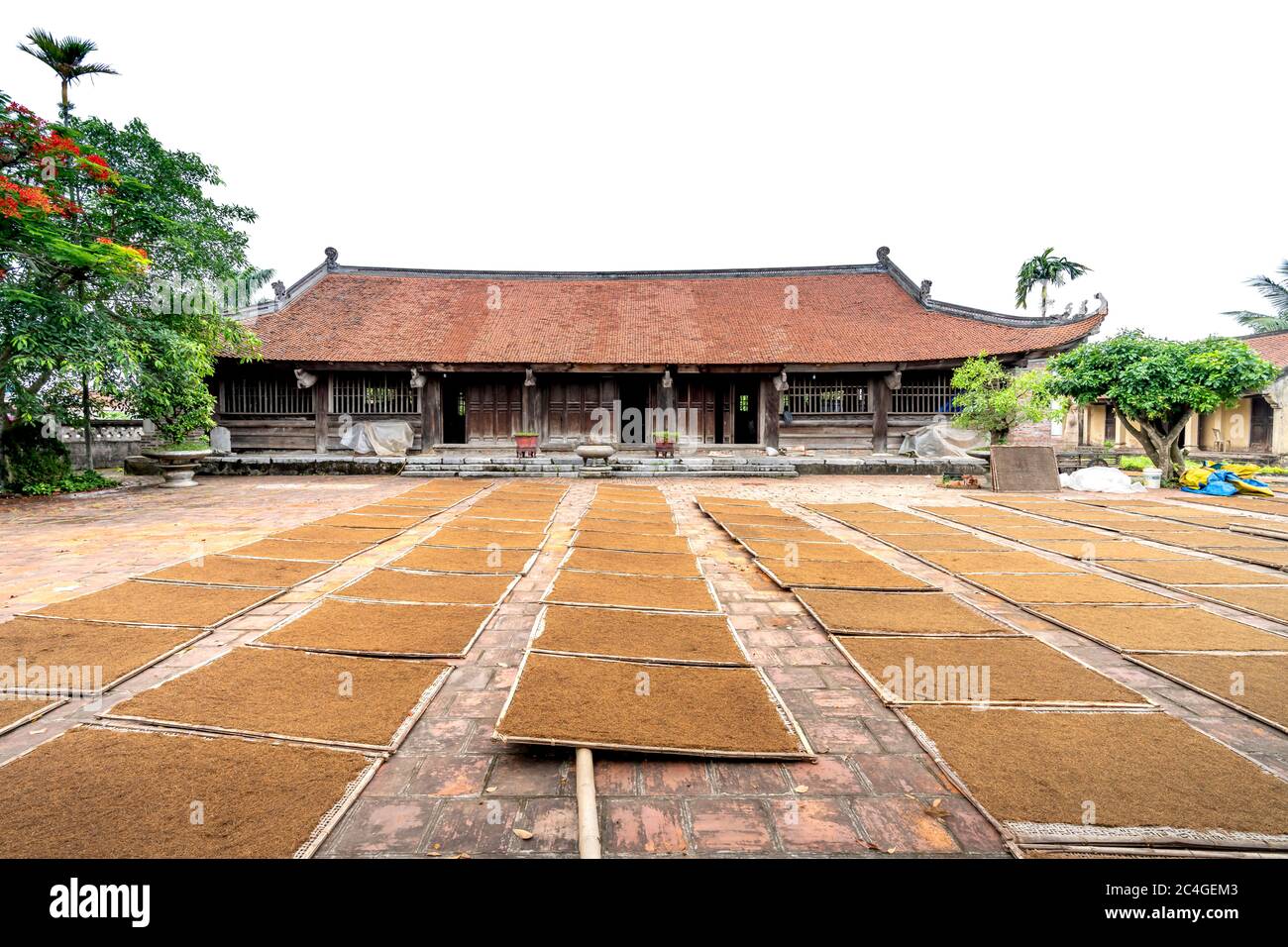 Thai Thuy District, Thai Binh Province, Vietnam - May 27, 2020: Farmers ...