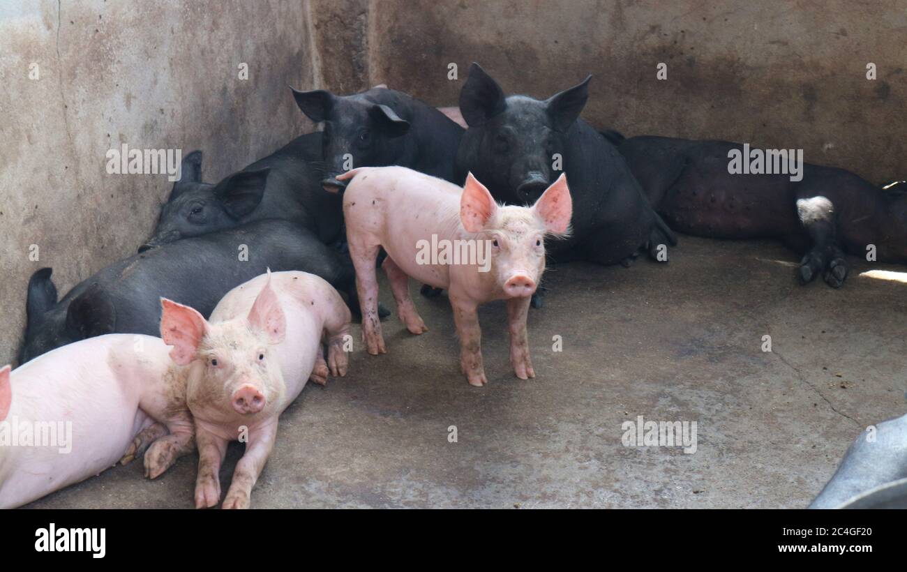 Many very white pigs in the pen Stock Photo - Alamy