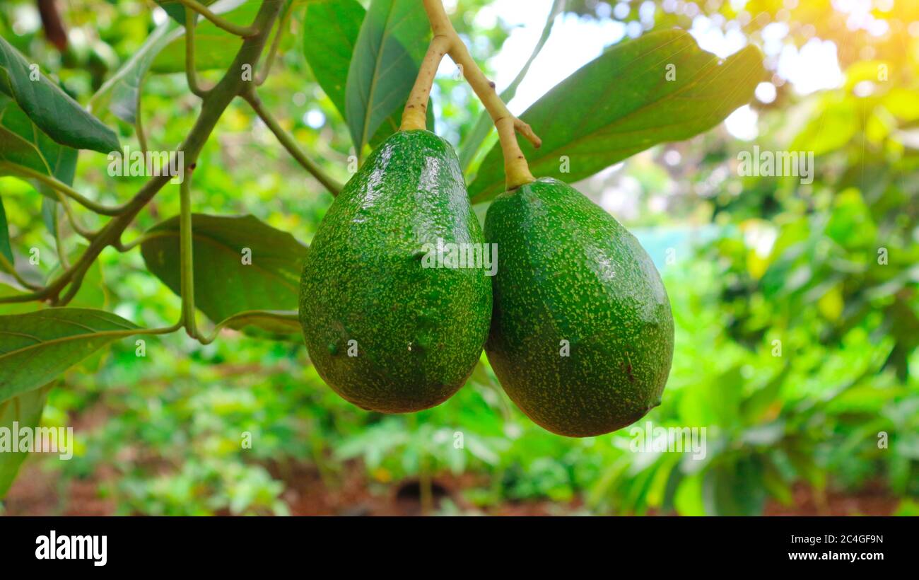 The 8th avocado species in the avocado breeding park, Tak, Thailand ...