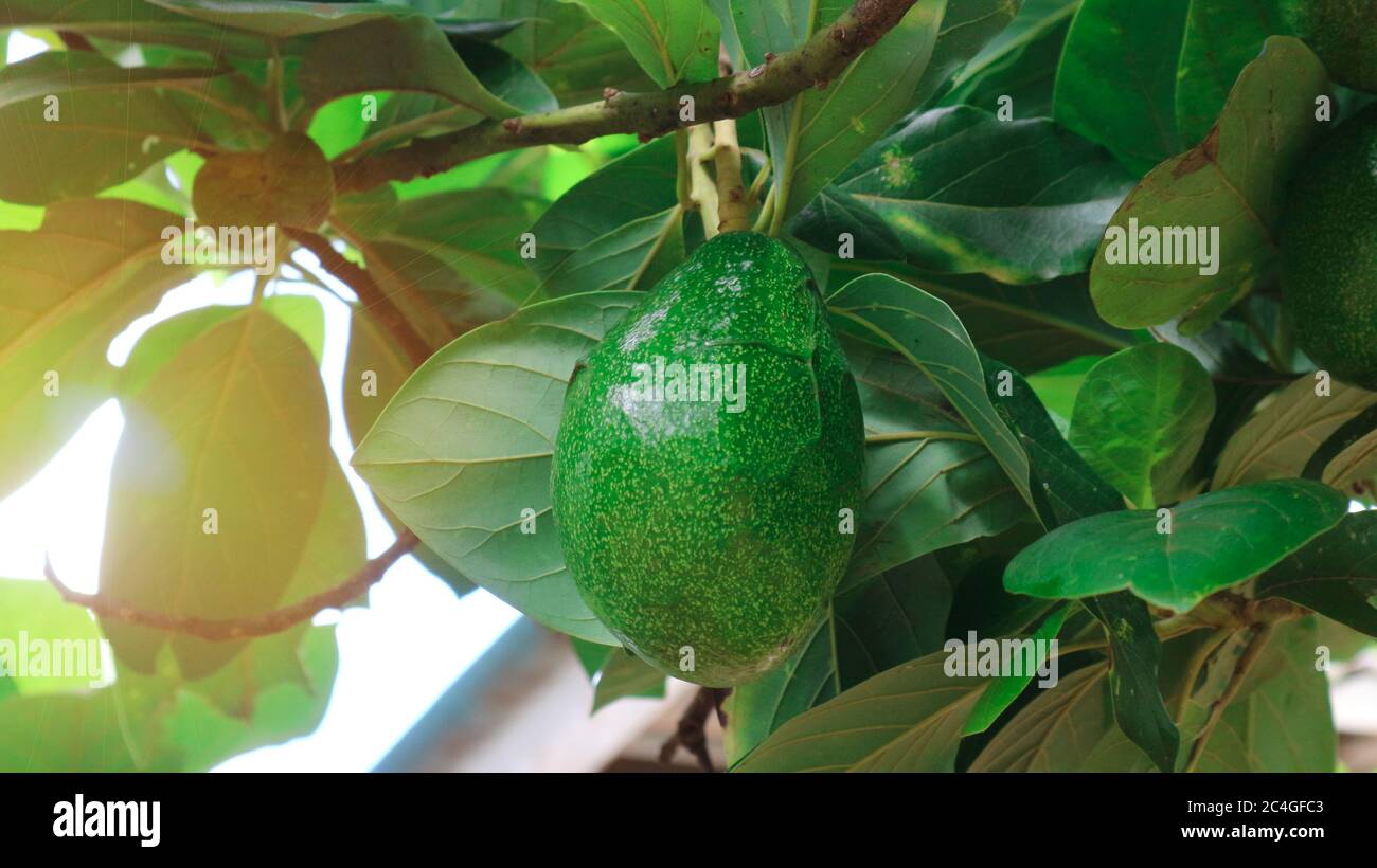The 8th avocado species in the avocado breeding park, Tak, Thailand ...