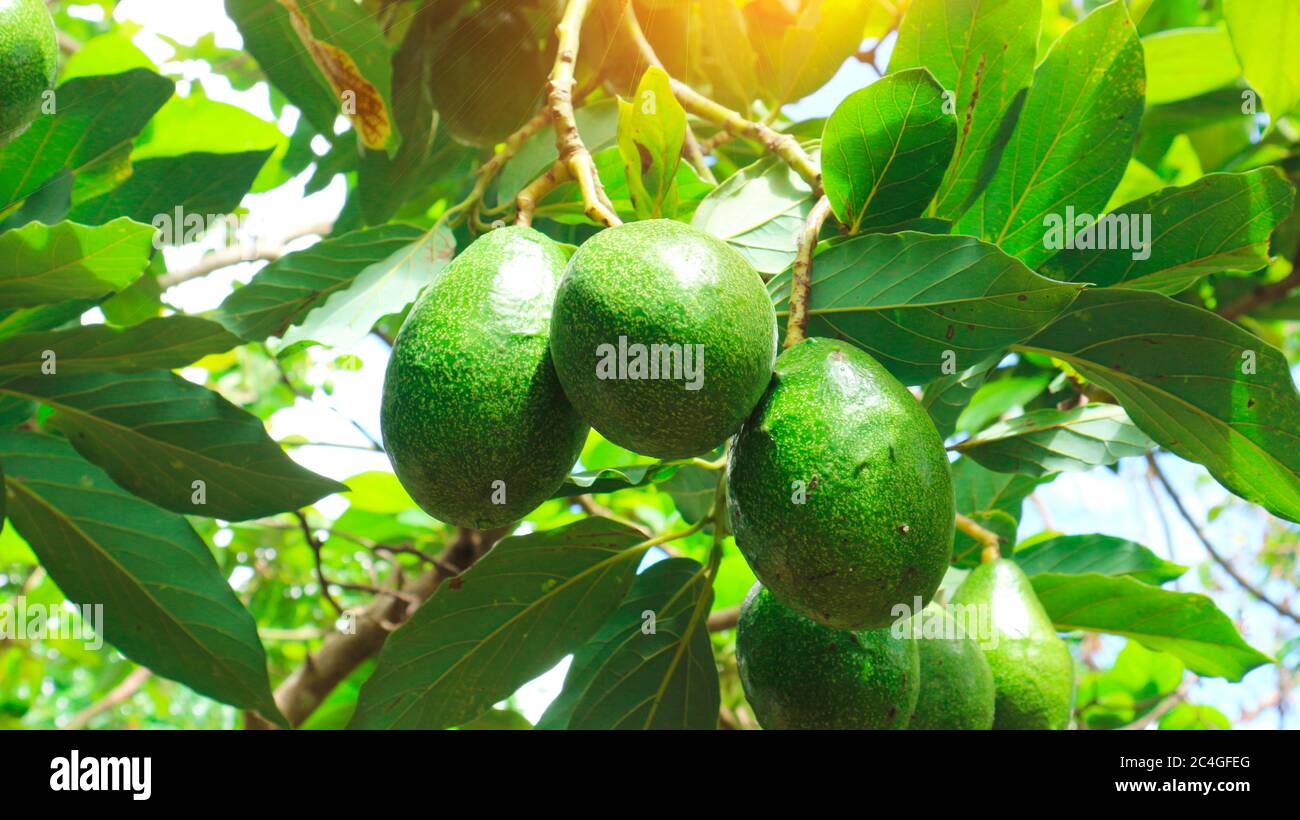 The 8th avocado species in the avocado breeding park, Tak, Thailand ...