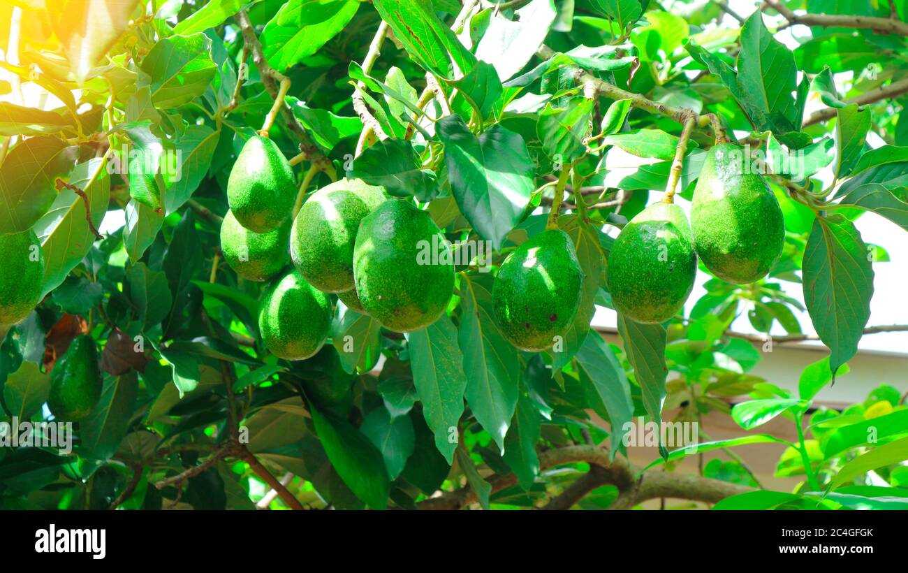 The 8th avocado species in the avocado breeding park, Tak, Thailand ...