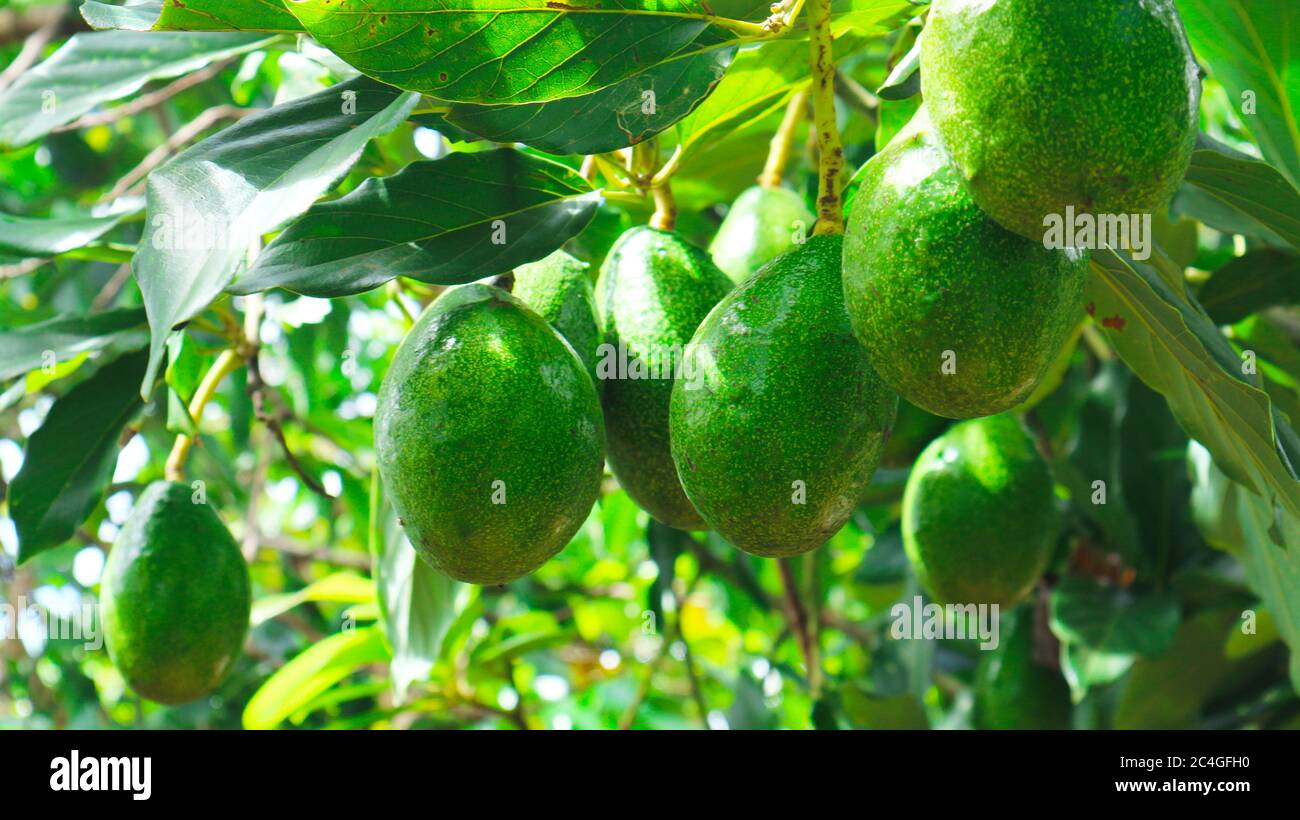 The 8th avocado species in the avocado breeding park, Tak, Thailand ...