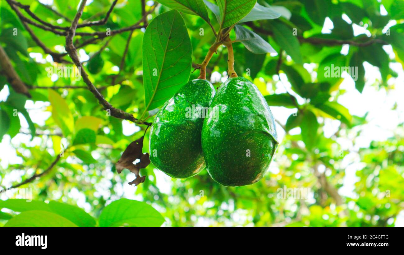 The 8th avocado species in the avocado breeding park, Tak, Thailand ...