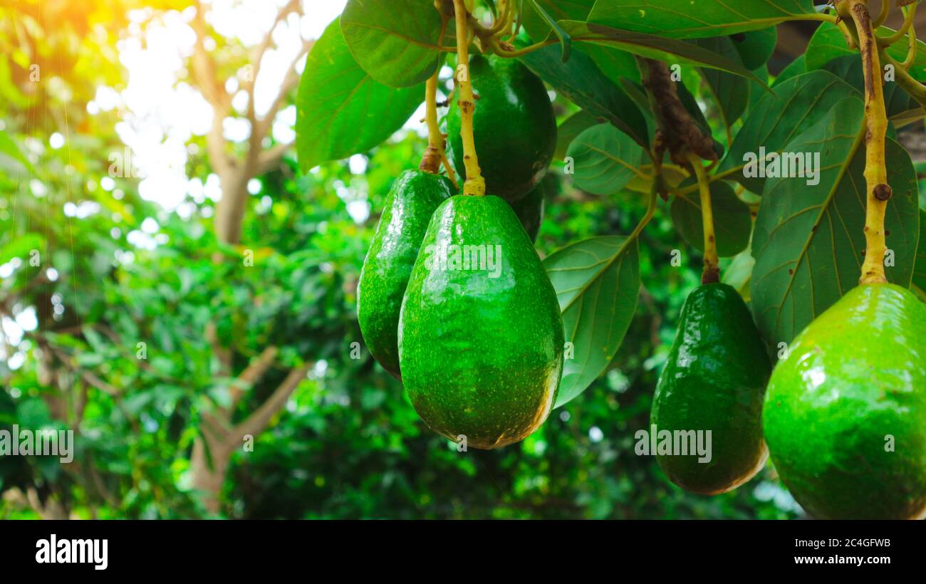The 8th avocado species in the avocado breeding park, Tak, Thailand ...