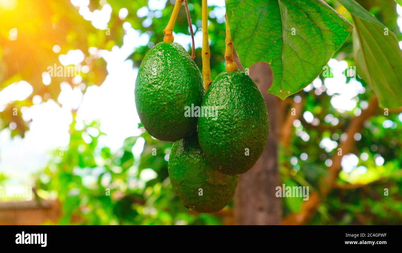 The 8th avocado species in the avocado breeding park, Tak, Thailand ...