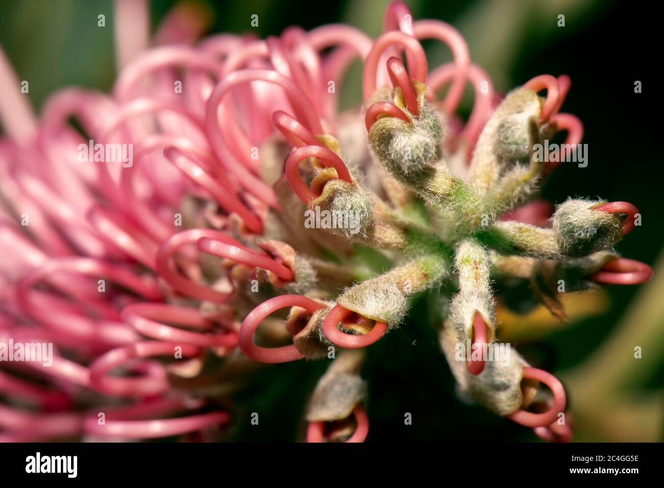 Detailed closeup macro photo of a flower Stock Photo - Alamy