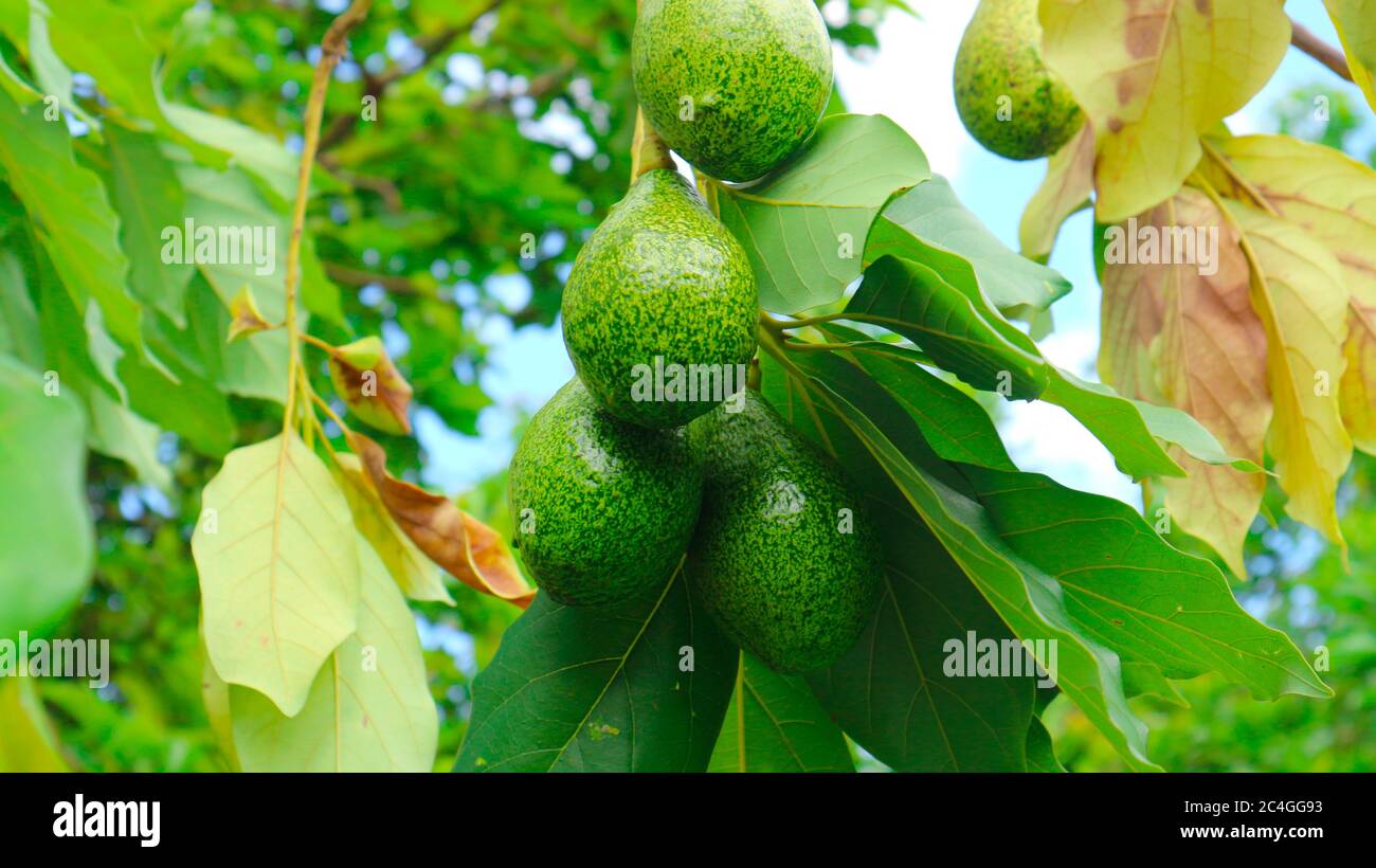 The 8th avocado species in the avocado breeding park, Tak, Thailand ...