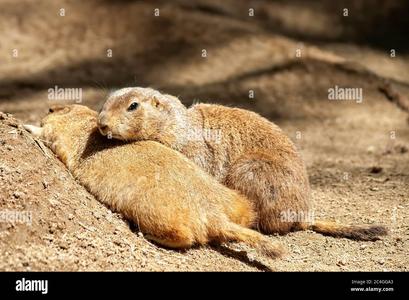 Adorable marmots hi-res stock photography and images - Alamy