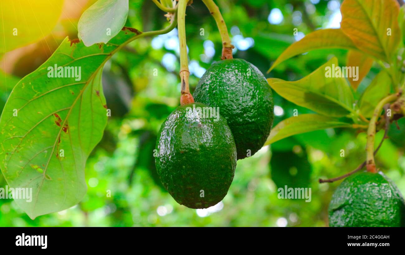 The 8th avocado species in the avocado breeding park, Tak, Thailand ...
