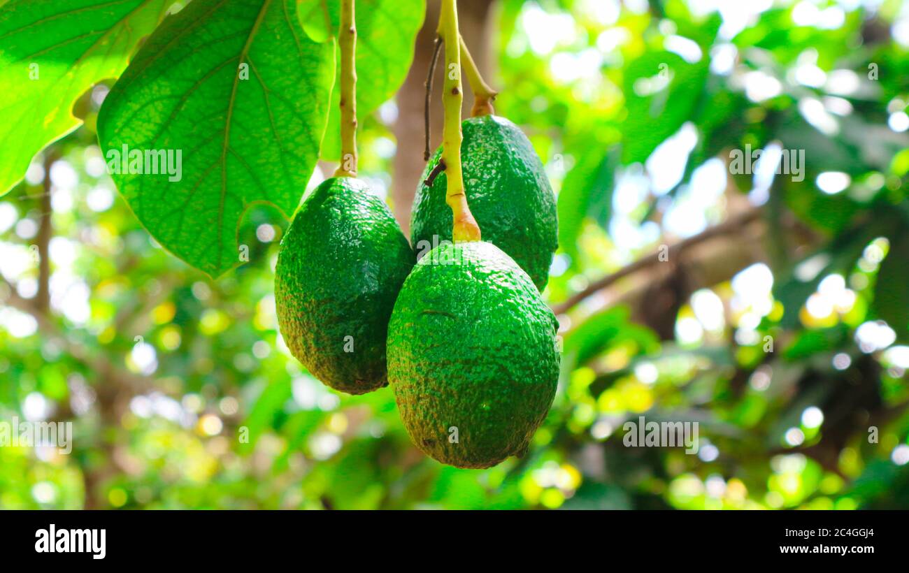The 8th avocado species in the avocado breeding park, Tak, Thailand ...