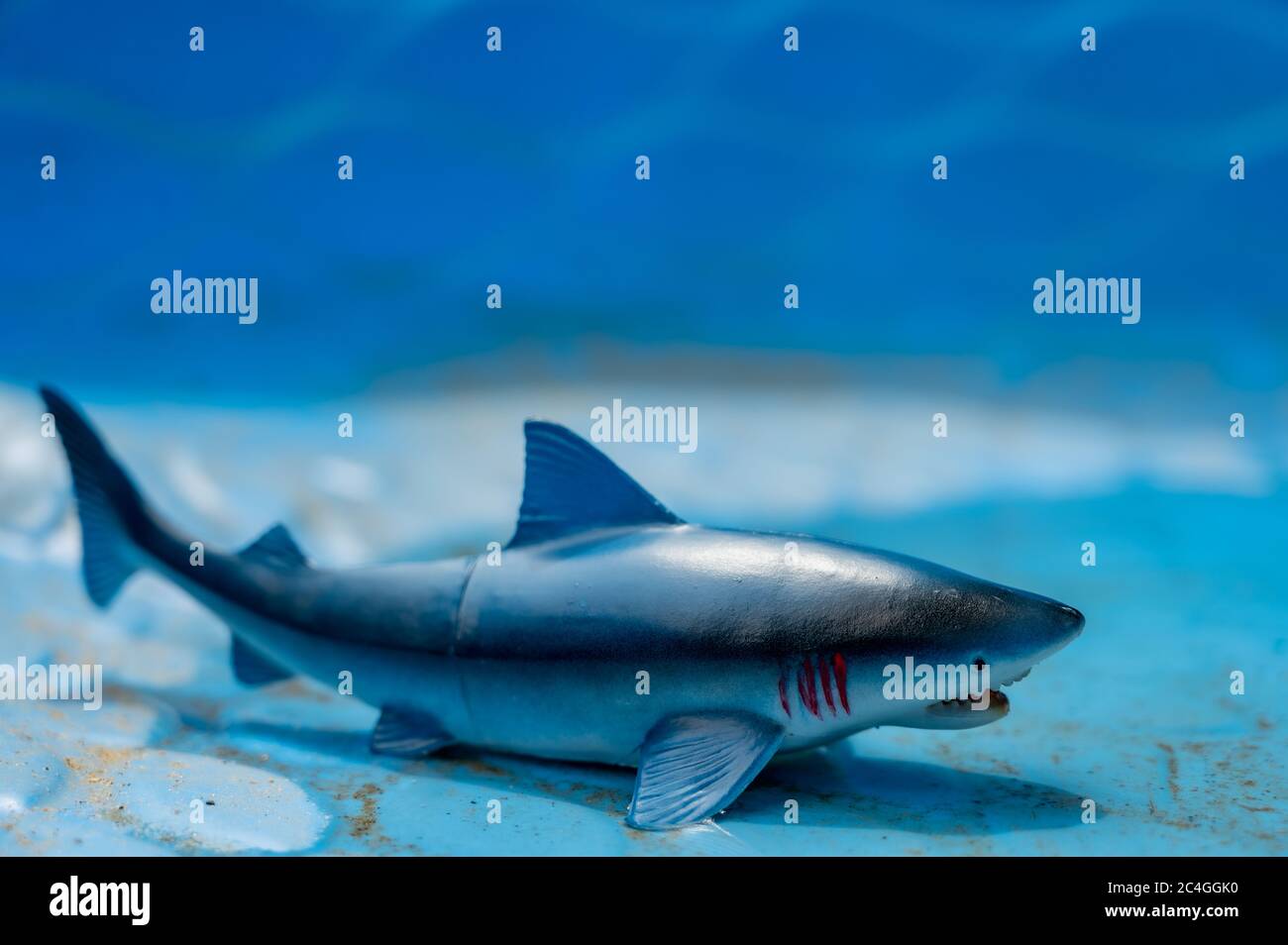Shark pool float hi-res stock photography and images - Alamy