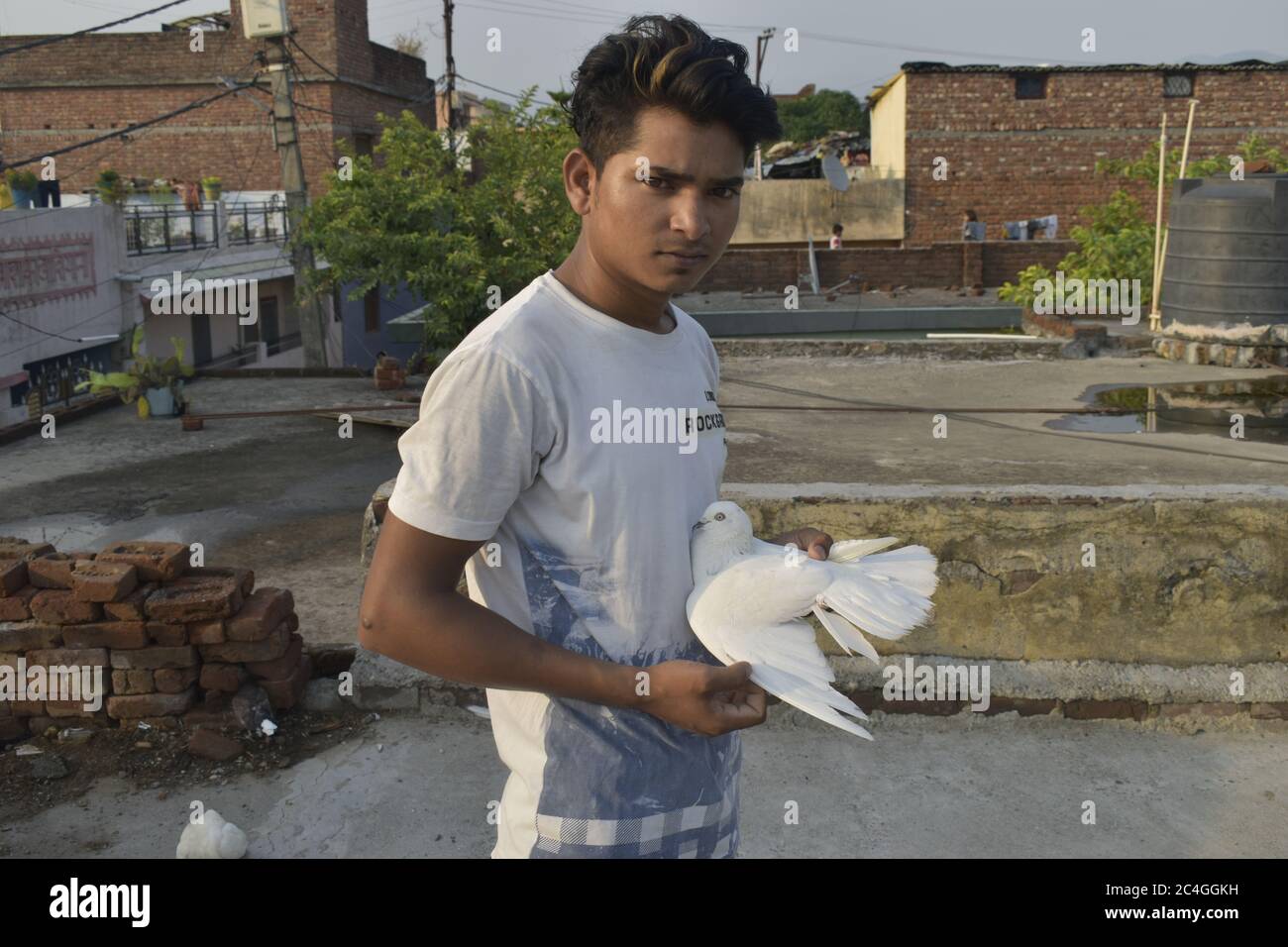 Beautiful photograph of Indian Pigeon holding a person in June 2019 at ...