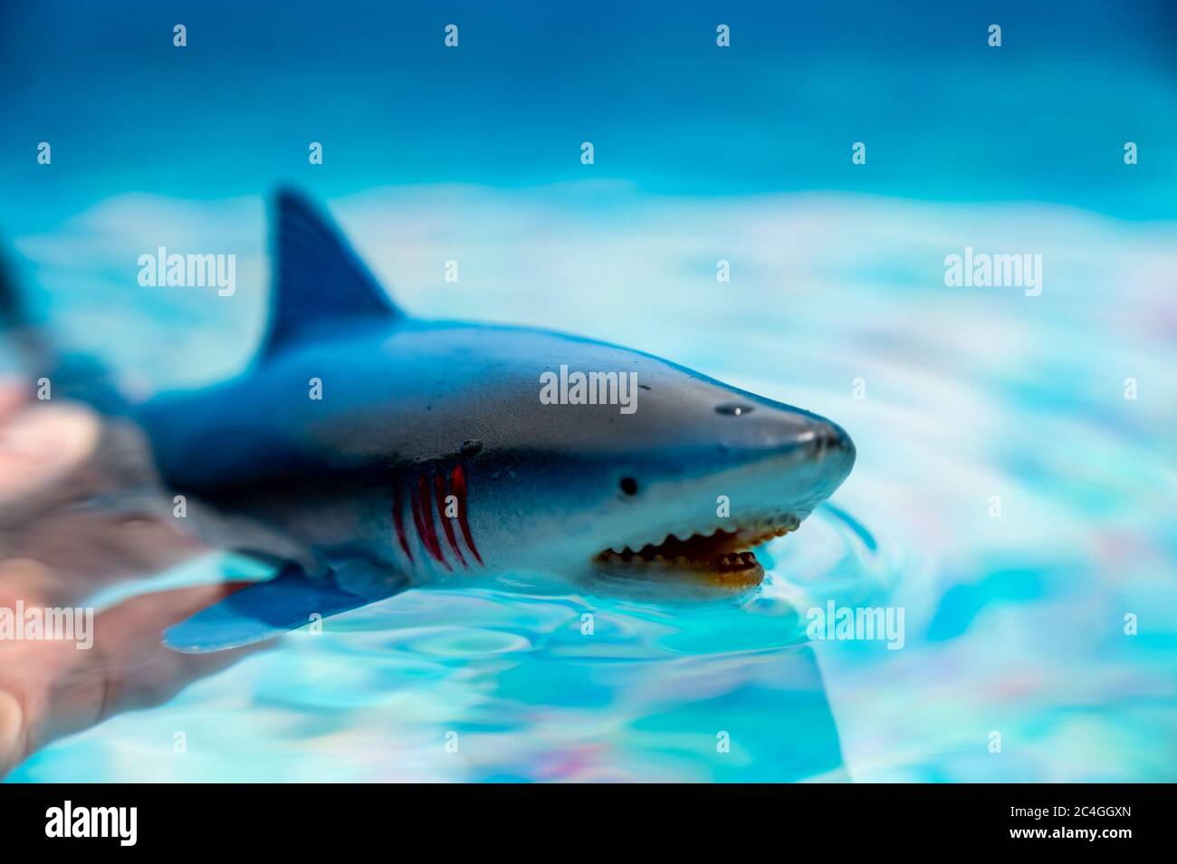 Shark pool float hi-res stock photography and images - Alamy
