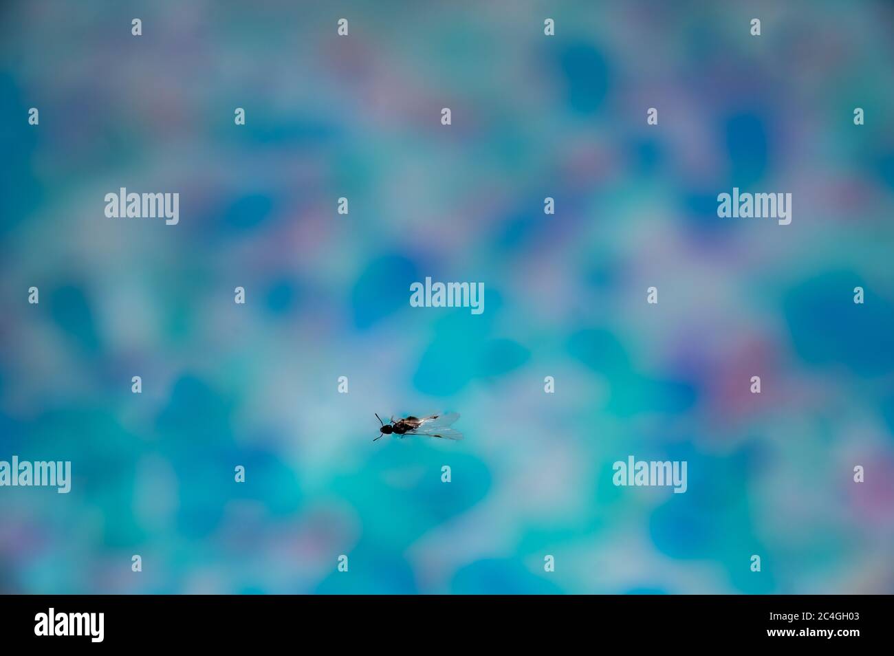 Dead insect floating on a swimming pool implying that it needs to be ...