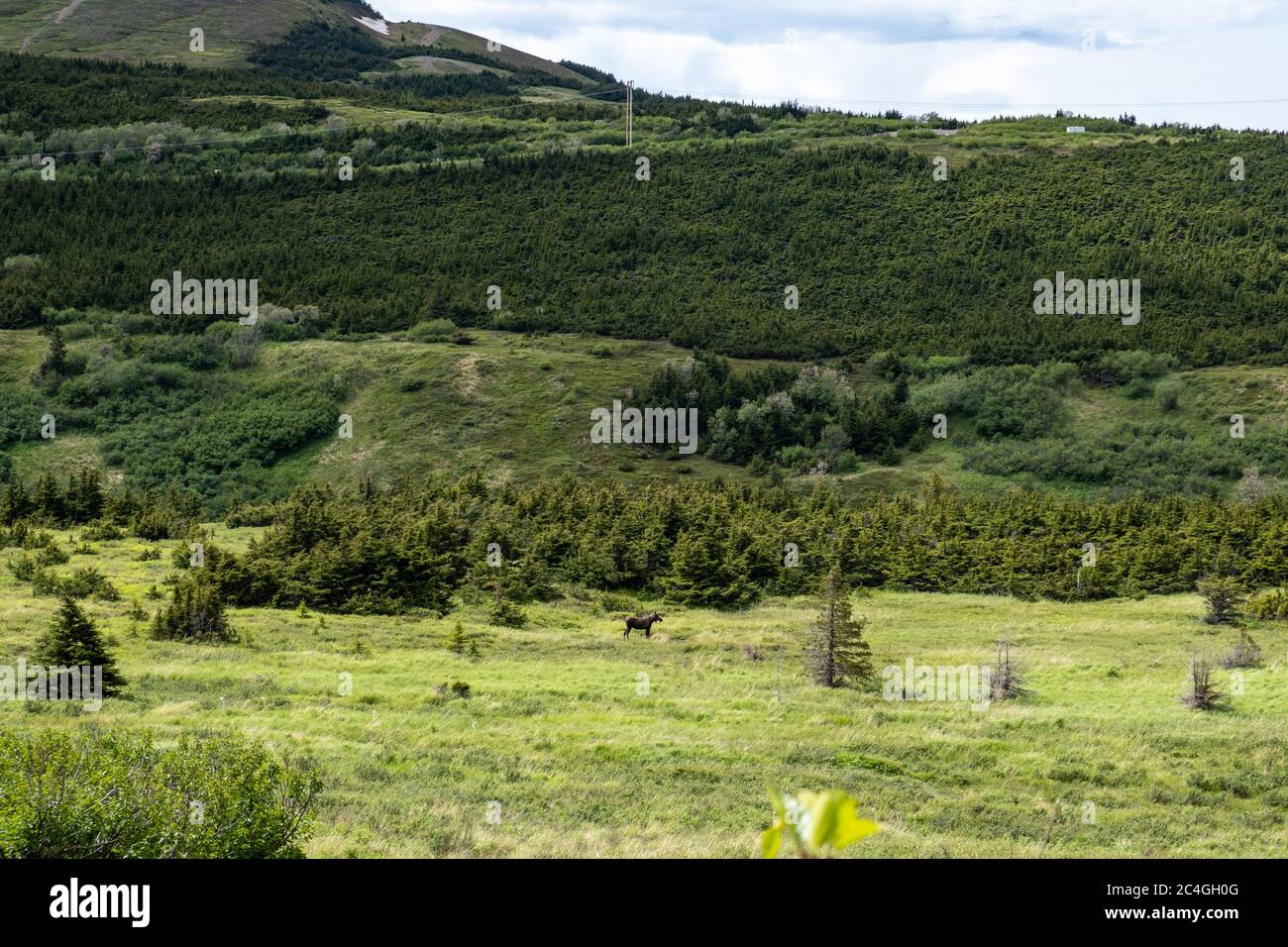 Just a moose in a wide open meadow Stock Photo - Alamy