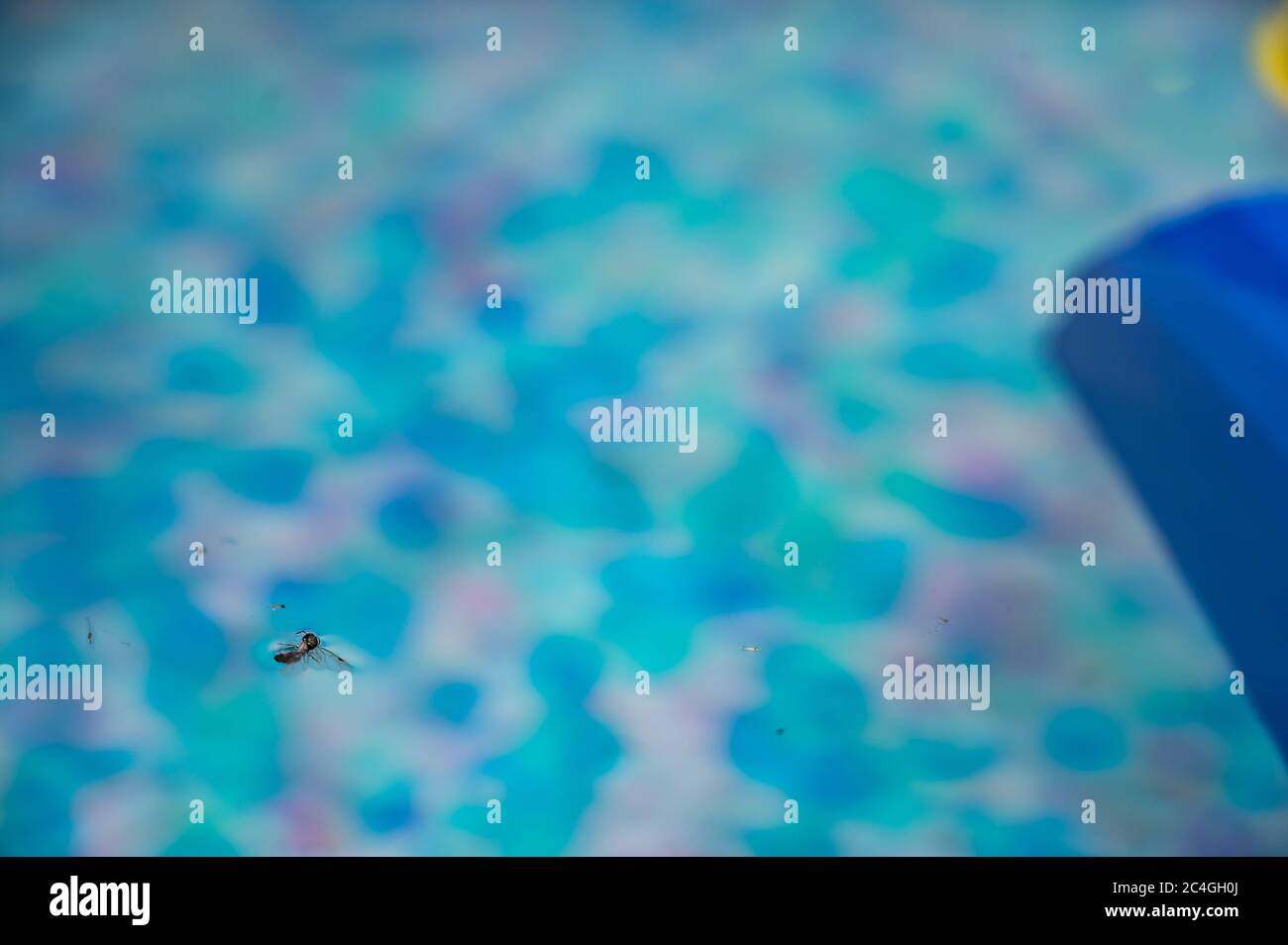 Dead insect floating on a swimming pool implying that it needs to be ...