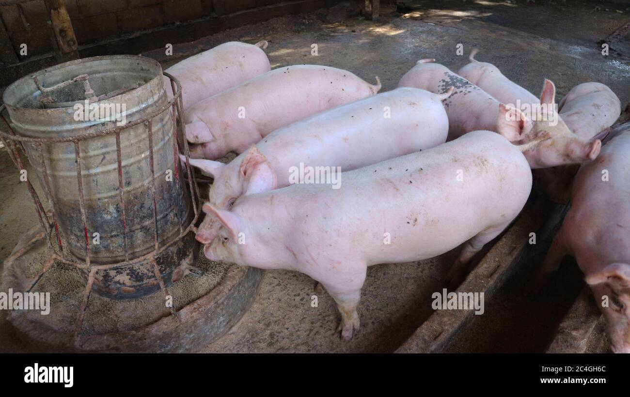 Many very white pigs in the pen Stock Photo - Alamy