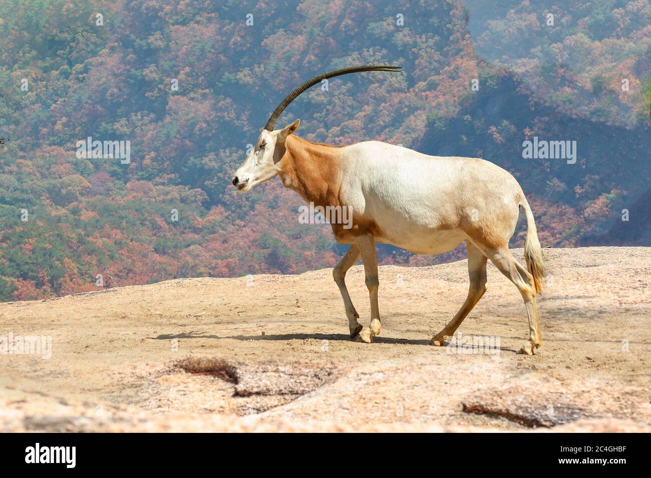 Ibex emblem hi-res stock photography and images - Alamy