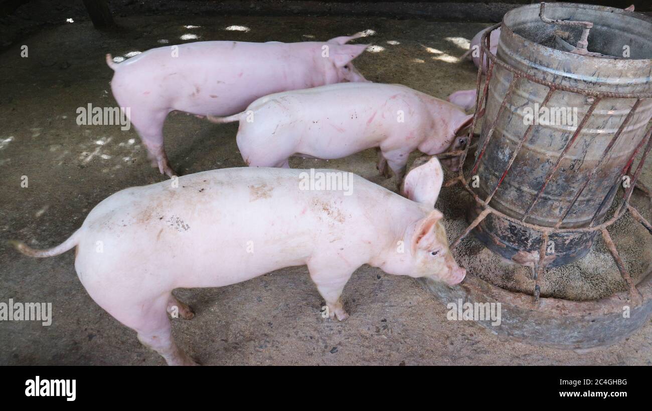 Many very white pigs in the pen Stock Photo - Alamy