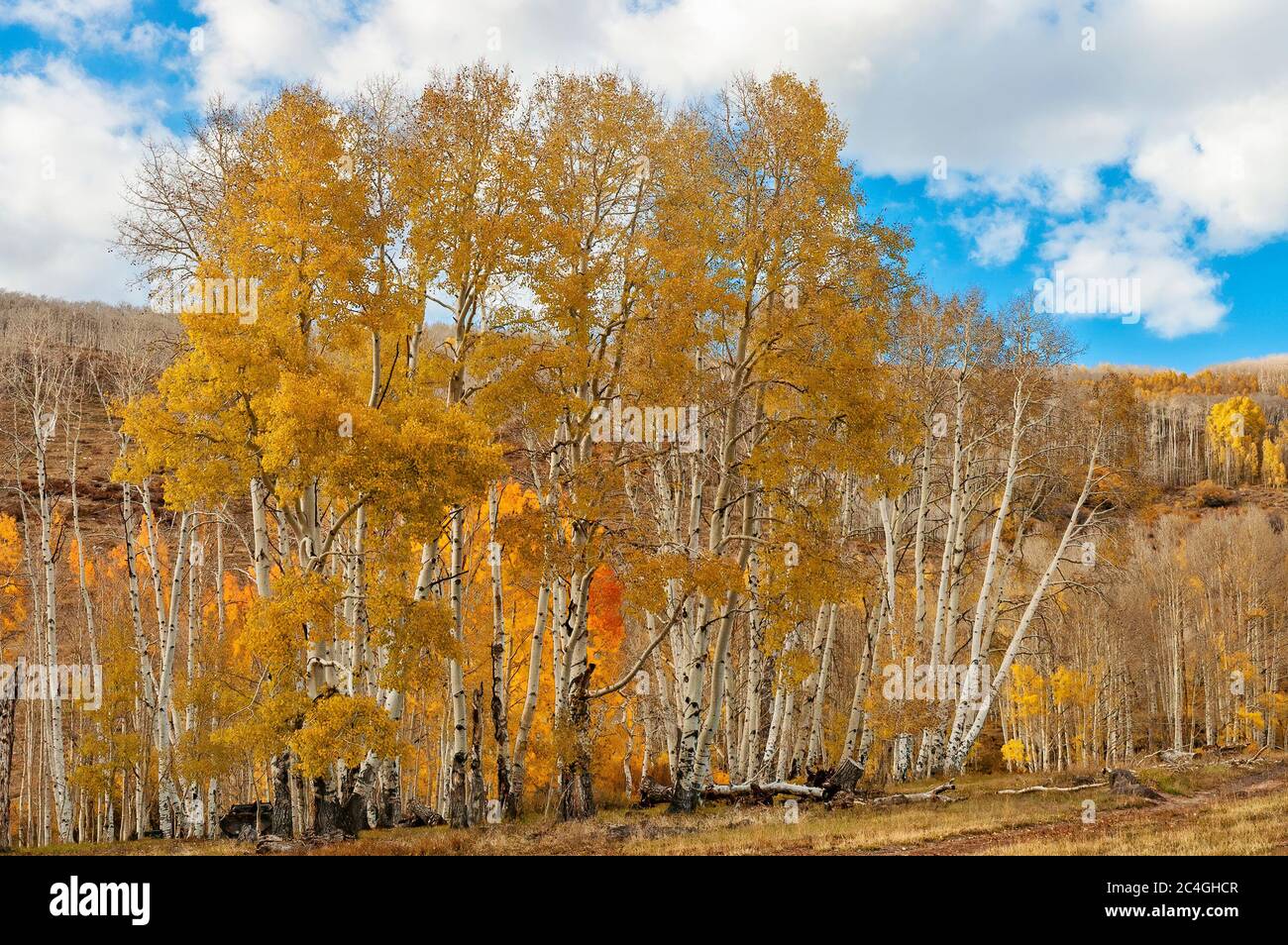 The Dixie national forest with aspen trees in autumn. White bark with ...