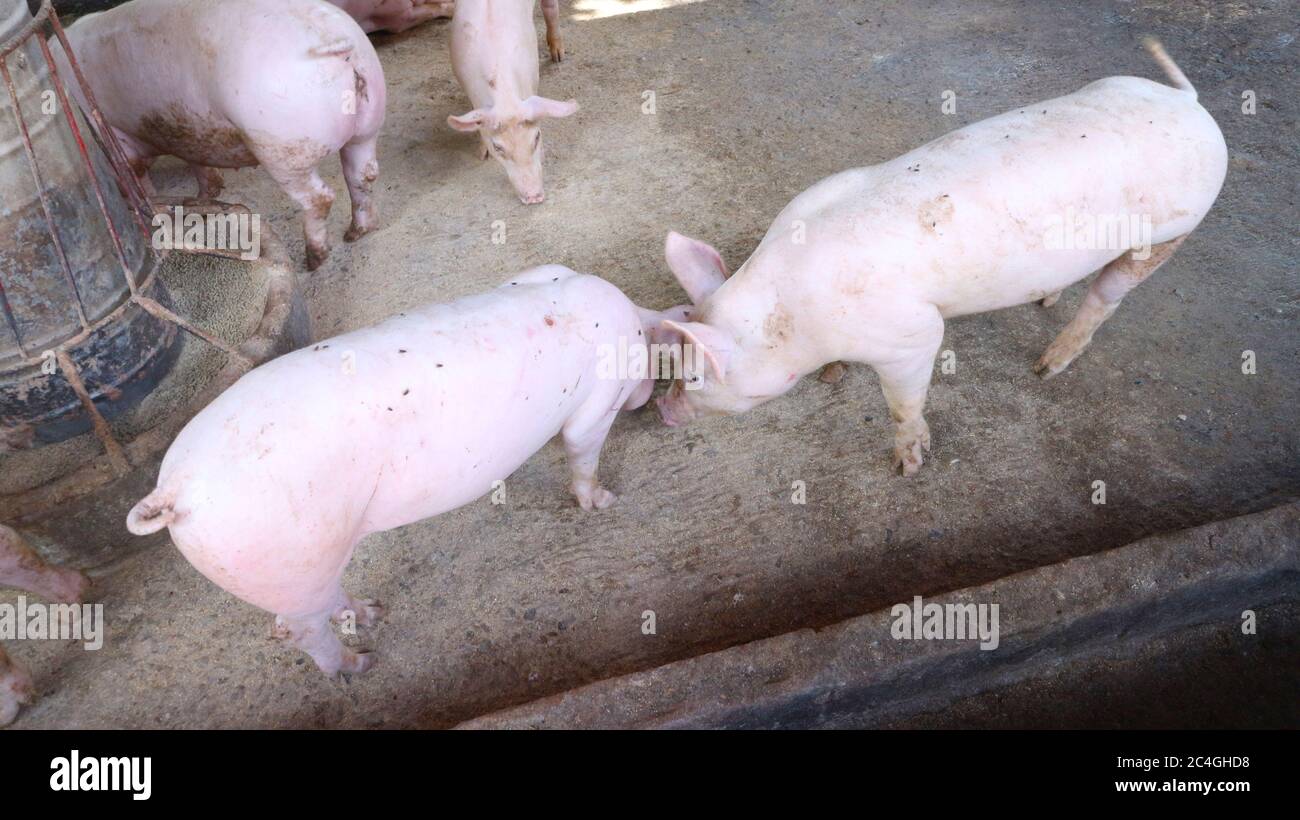 Many very white pigs in the pen Stock Photo - Alamy