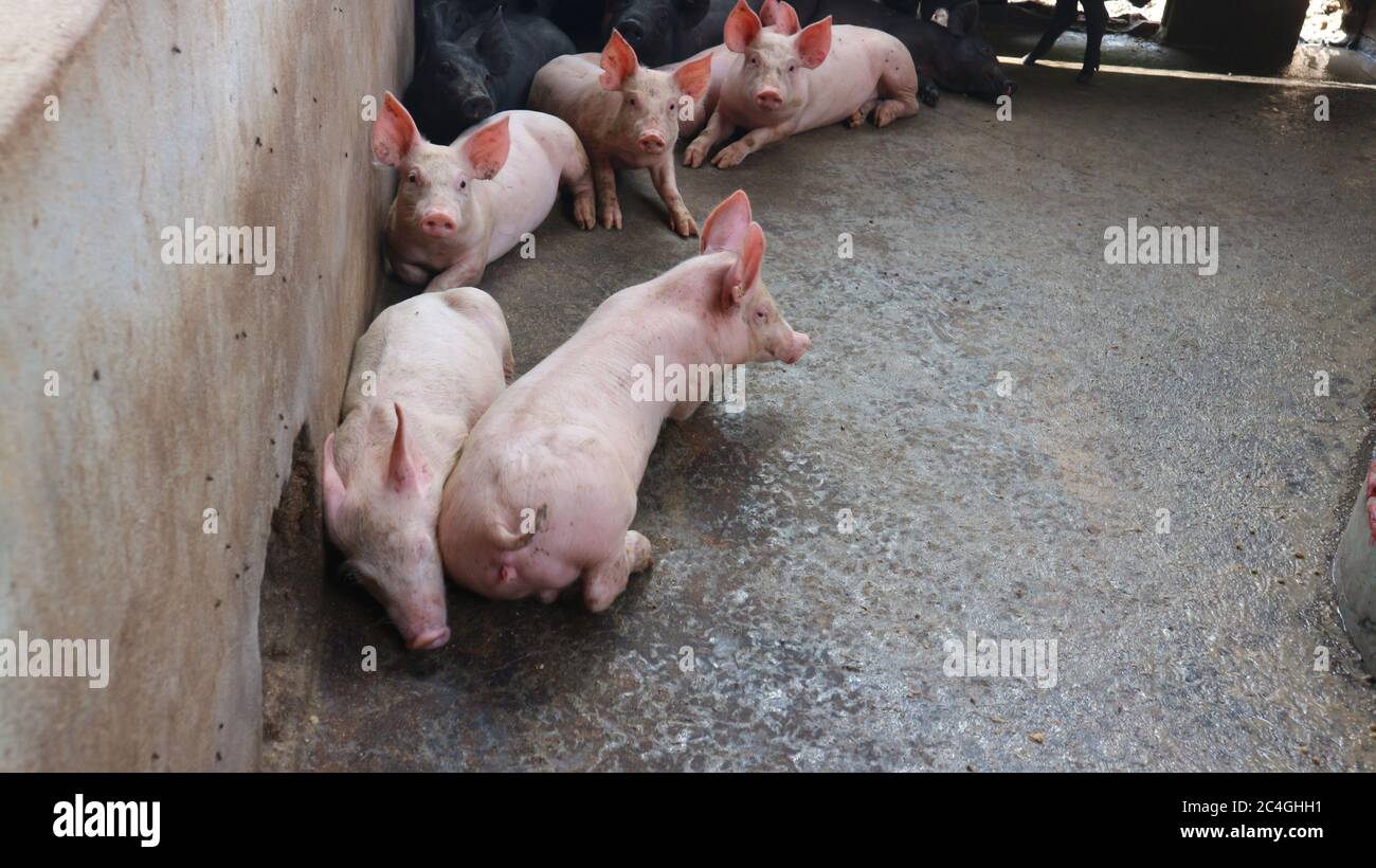 Many very white pigs in the pen Stock Photo - Alamy
