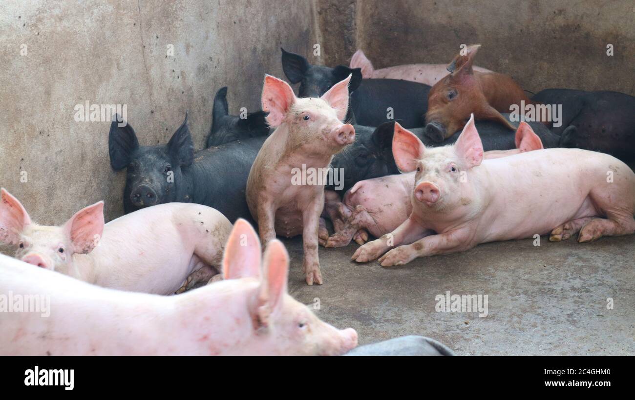 Pig farm many pigs hi-res stock photography and images - Alamy
