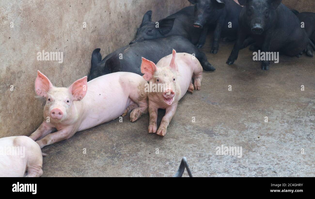 Many very white pigs in the pen Stock Photo - Alamy