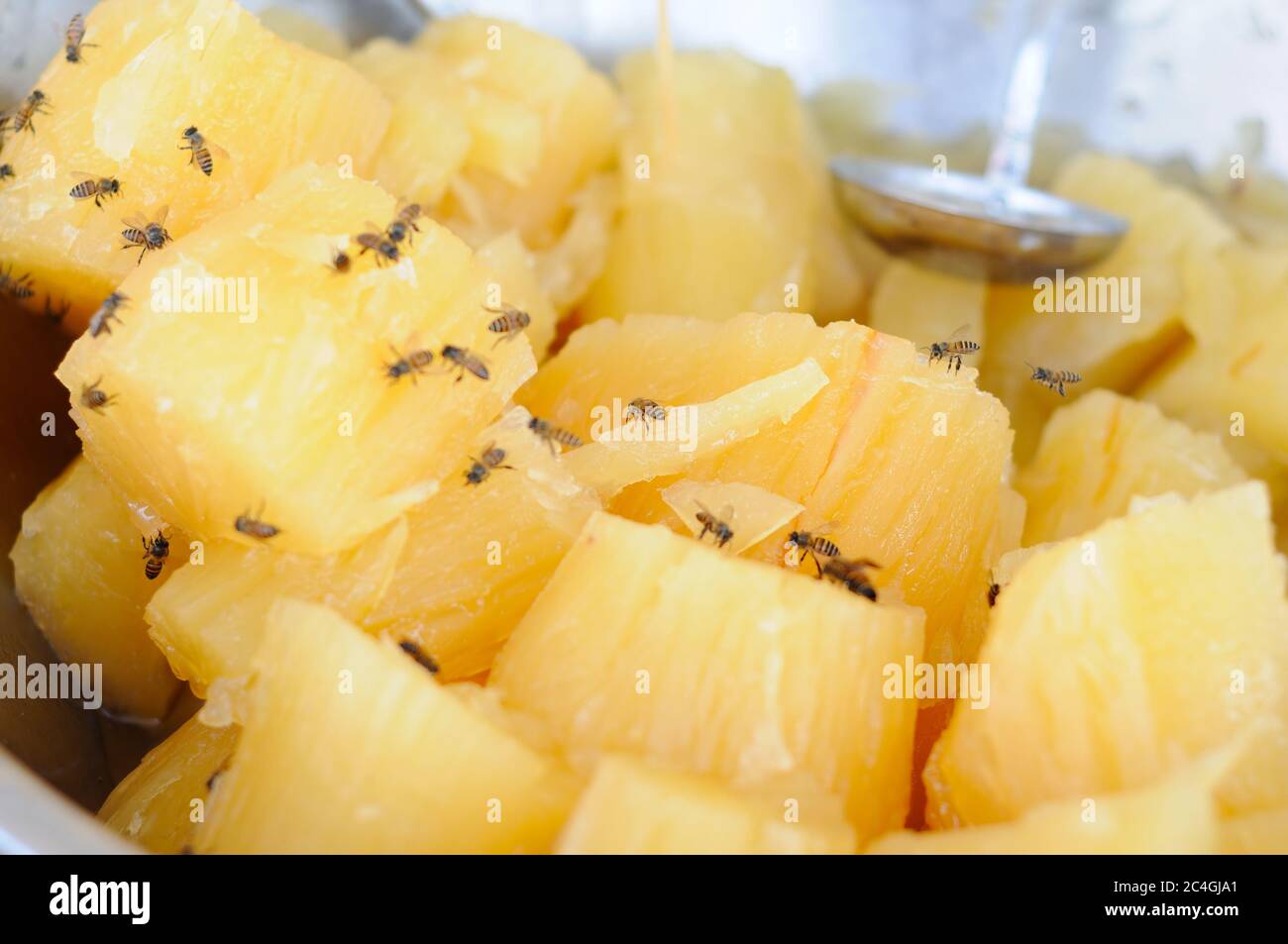 Lots of bugs and bees hi-res stock photography and images - Alamy