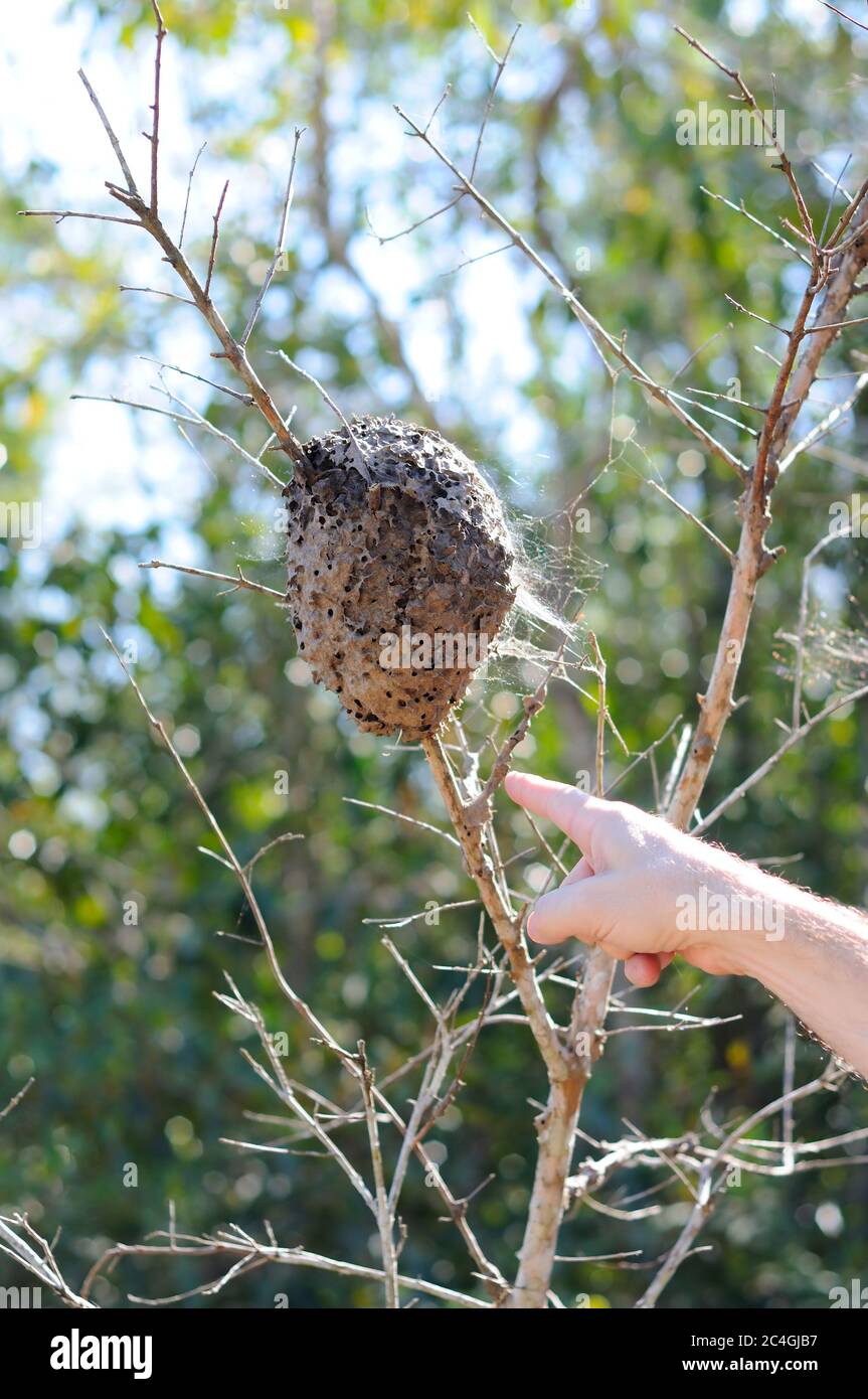 Empty beehive tree hi-res stock photography and images - Alamy
