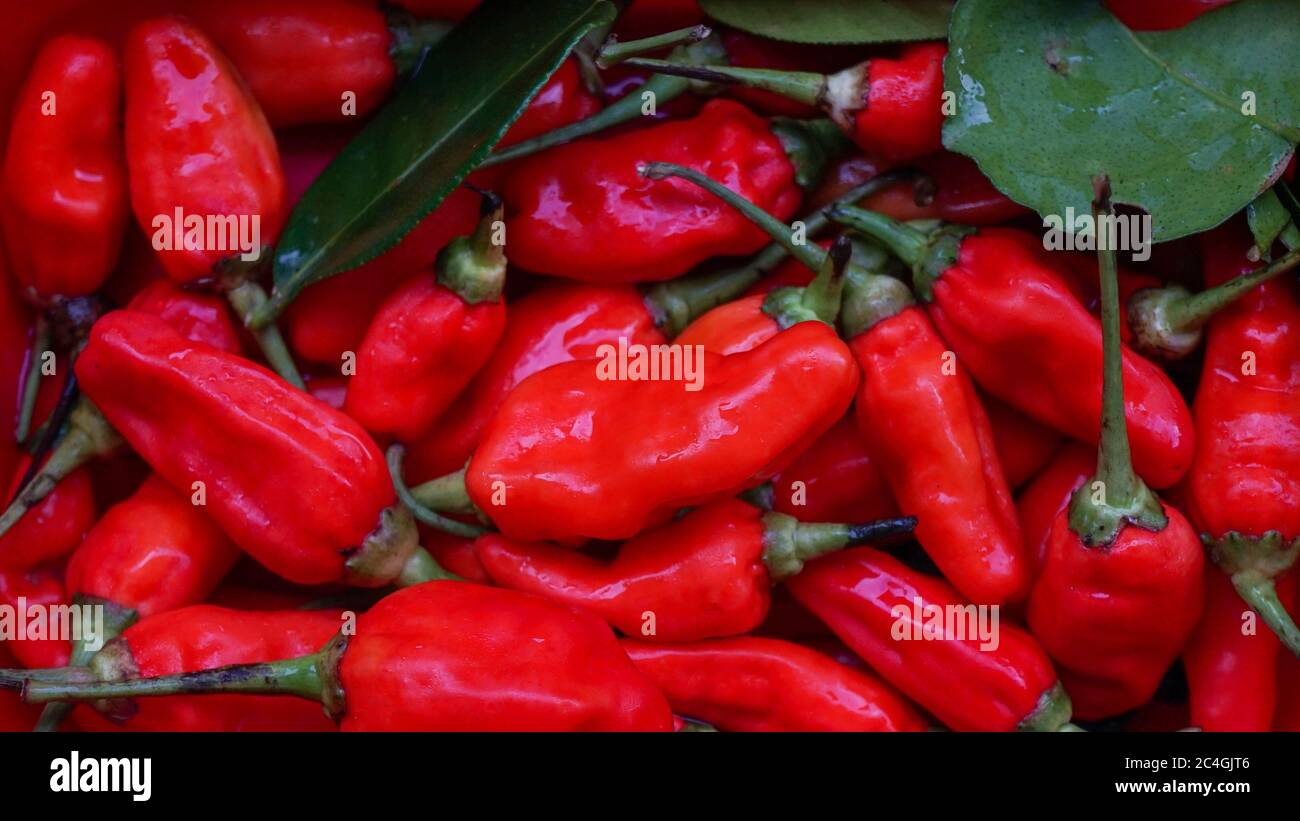 Green chilli wallpaper hi-res stock photography and images - Alamy