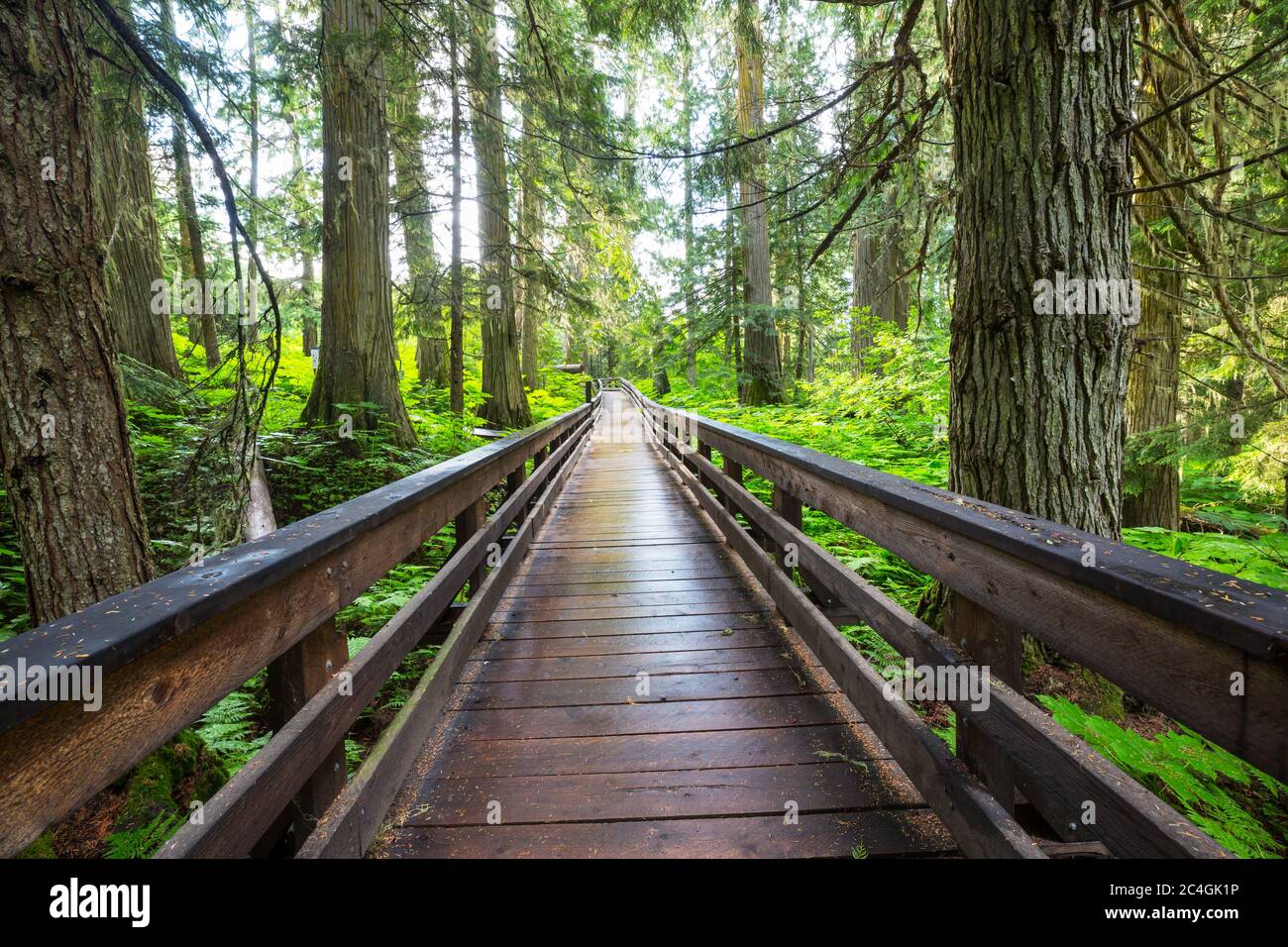 Wooden boardwalk in the forest Stock Photo - Alamy