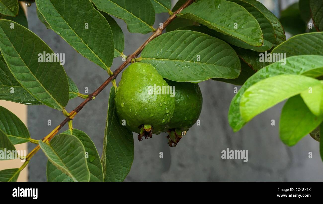 Close up of guava fruit that is growing on the tree Stock Photo - Alamy