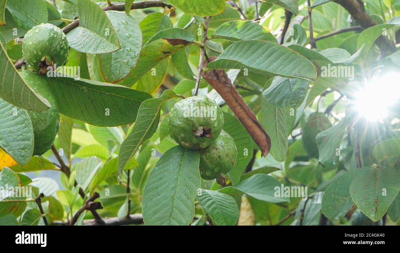 Close up of guava fruit that is growing on the tree Stock Photo - Alamy