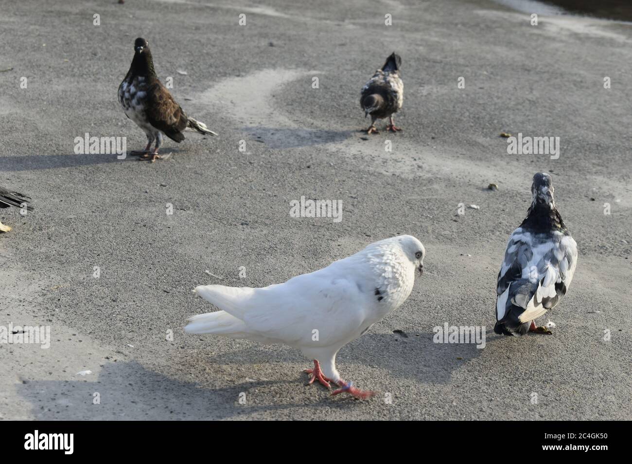 Beautiful photograph of Indian Pigeons Stock Photo - Alamy