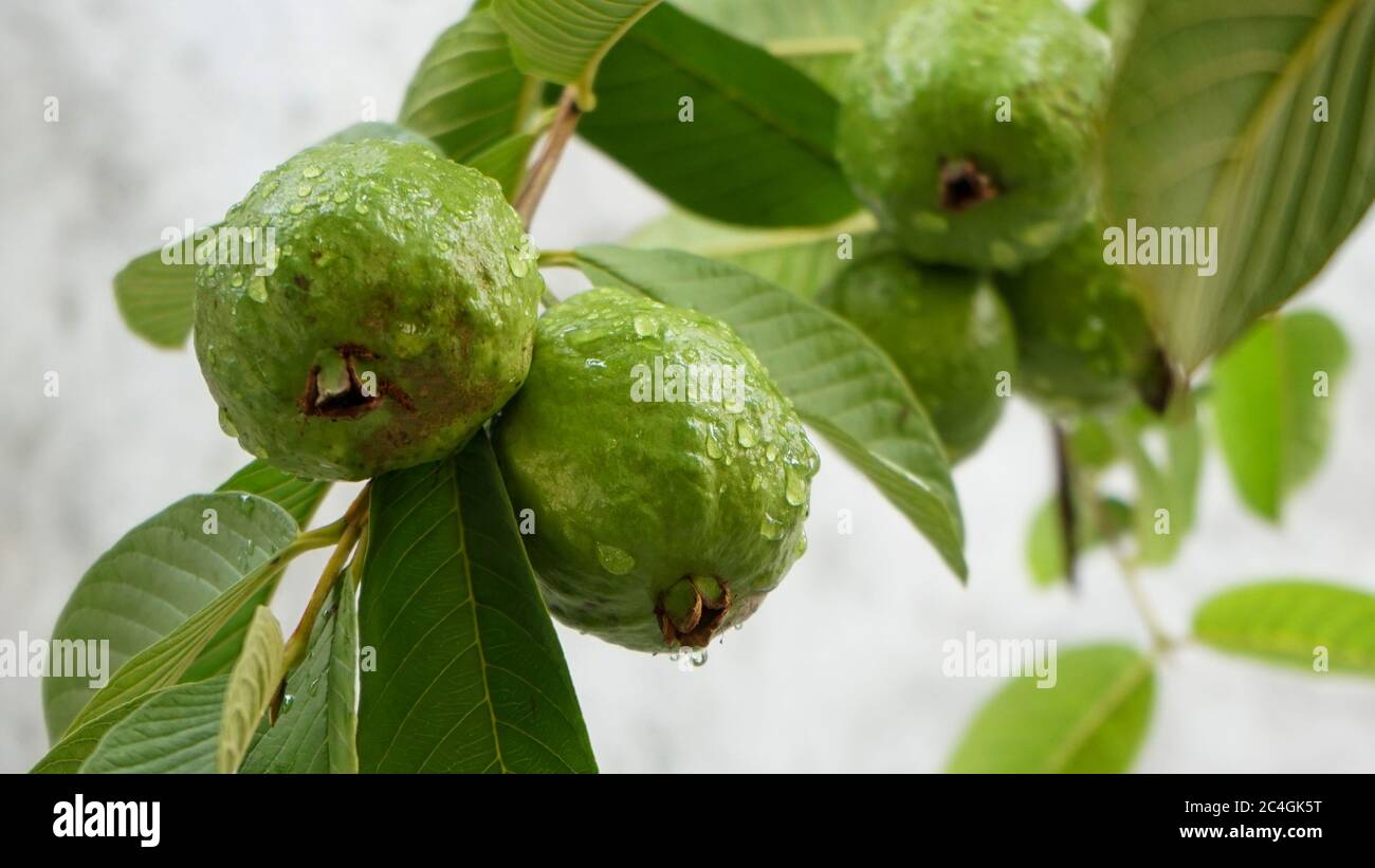 Close up of guava fruit that is growing on the tree Stock Photo - Alamy