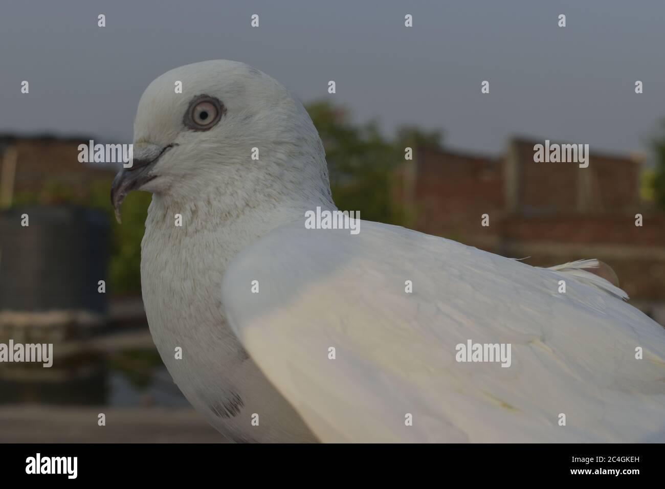Beautiful photograph of Indian Pigeons Stock Photo - Alamy