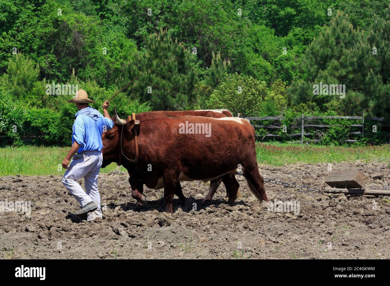 Ox Ploughing in Colonial Williamsburg, Virginia, USA Stock Photo - Alamy