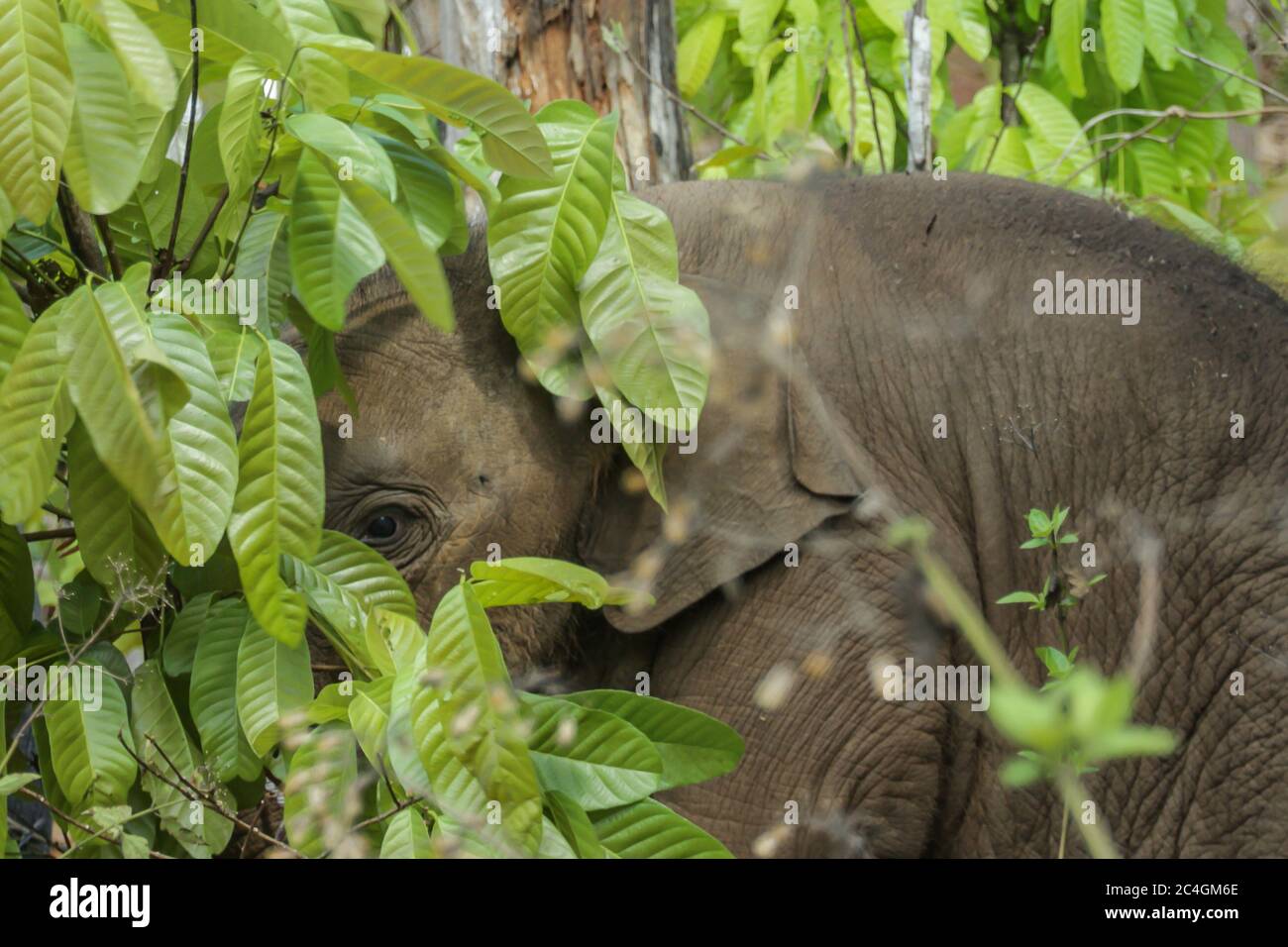 Explore the jungle hi-res stock photography and images - Alamy