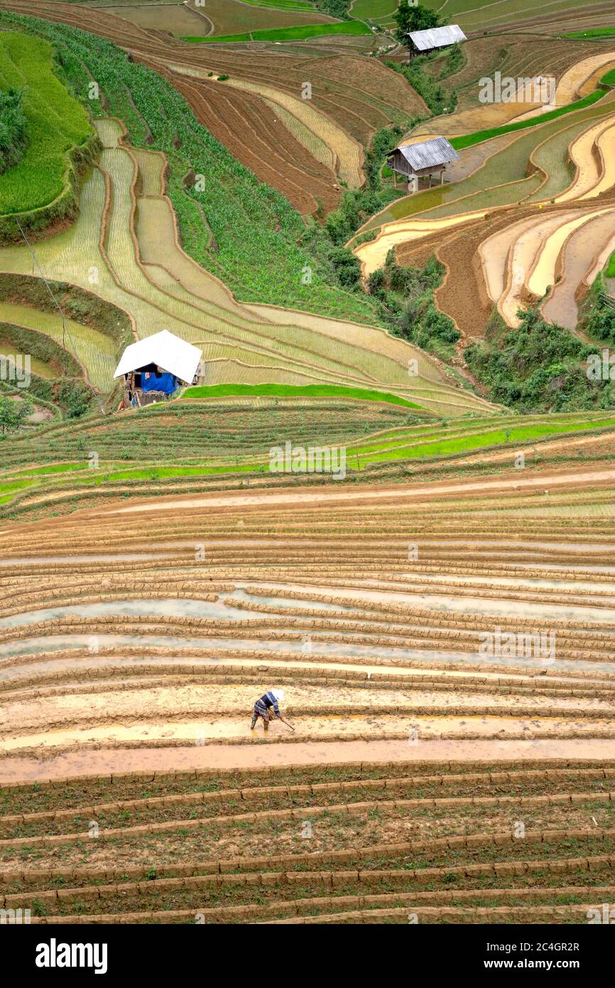 The image is as beautiful as the oil painting of terraced field. Curved ...