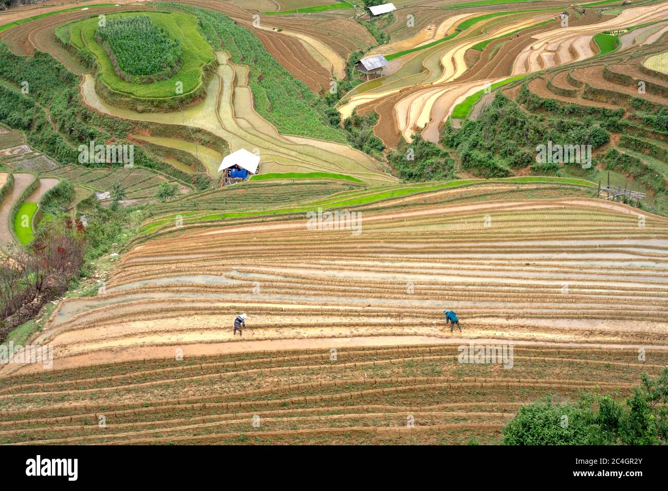 The image is as beautiful as the oil painting of terraced field. Curved ...