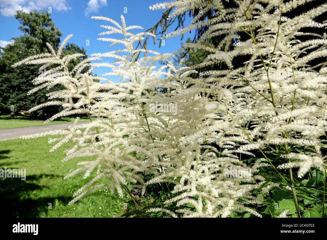 Spirea aruncus hi-res stock photography and images - Alamy