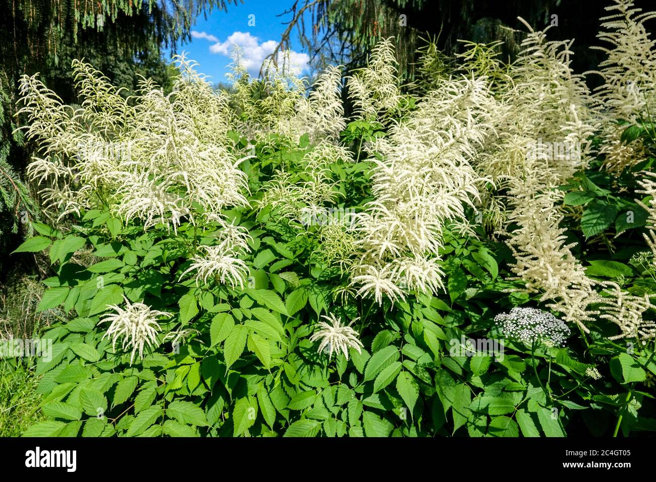 Goats beard hi-res stock photography and images - Alamy