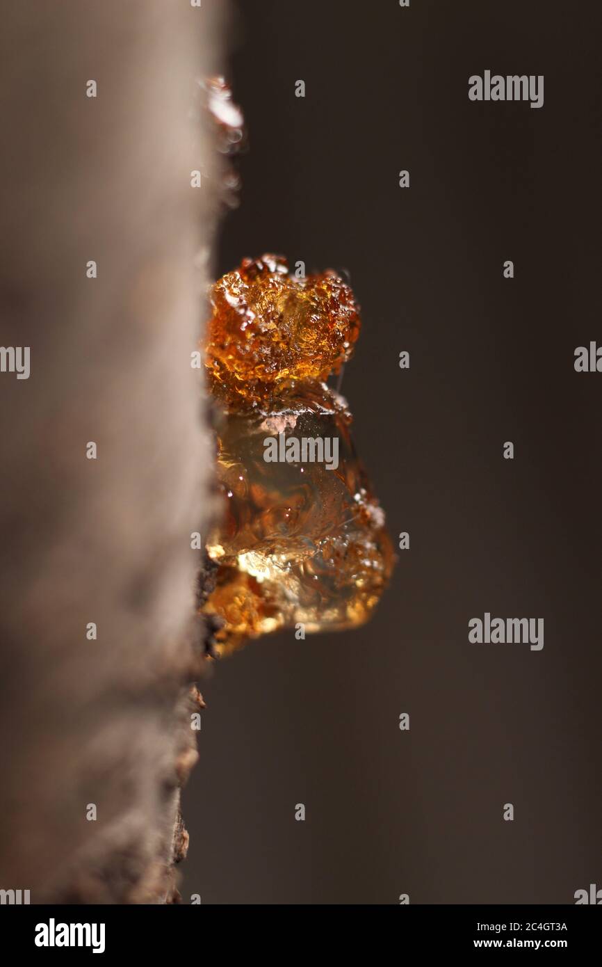 Peach resin hi-res stock photography and images - Alamy