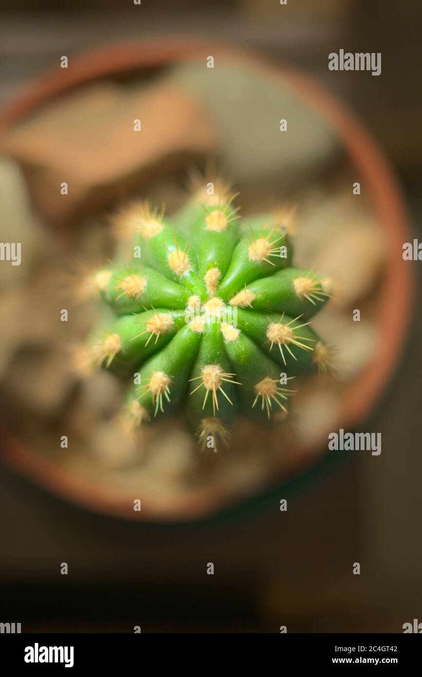 Top down cactus hi-res stock photography and images - Alamy