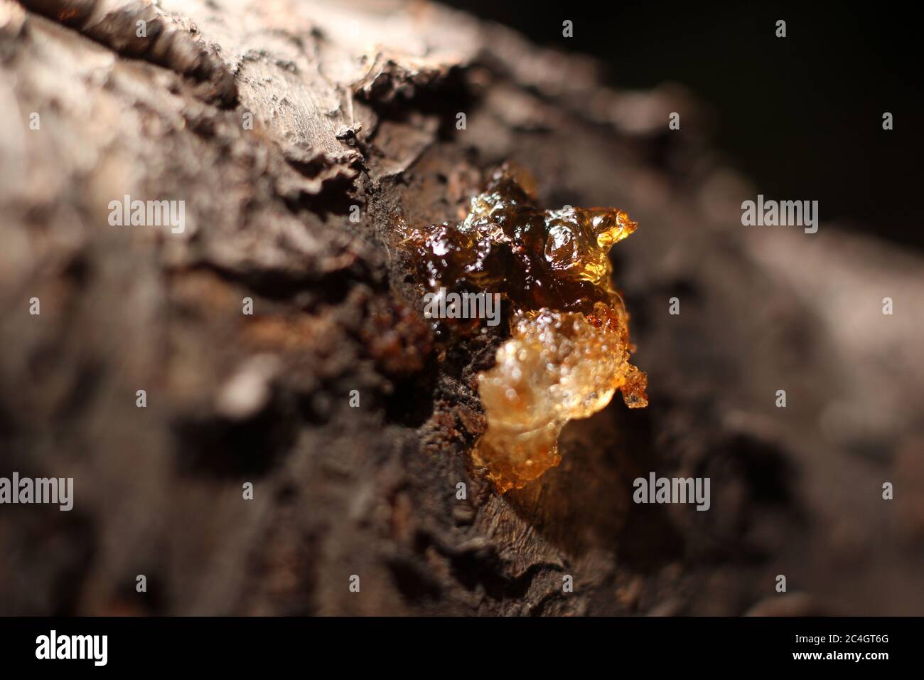 Resin from a peach tree Stock Photo - Alamy