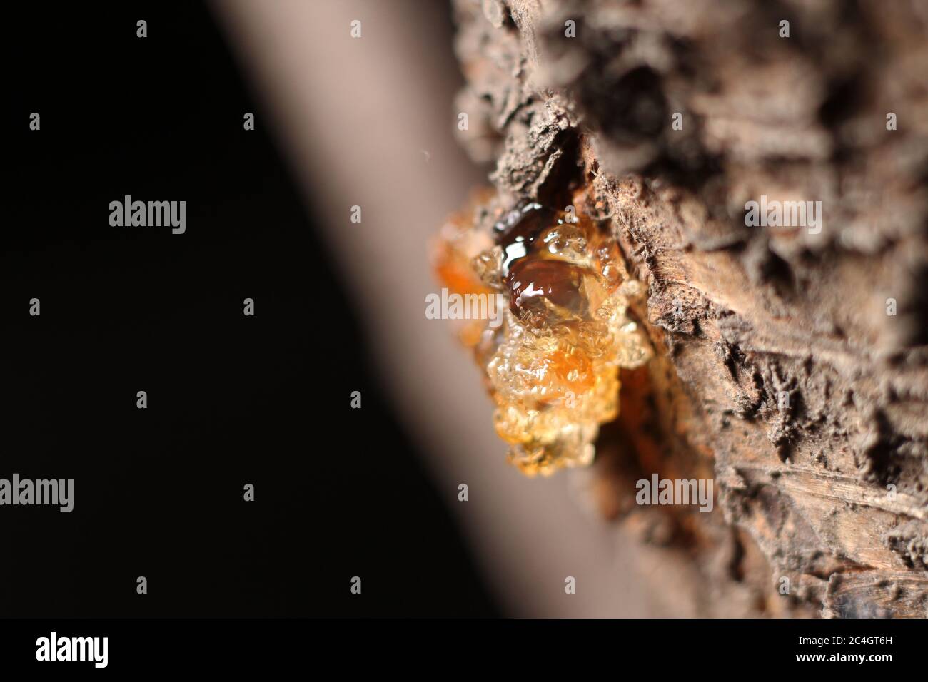 Resin from a peach tree Stock Photo - Alamy
