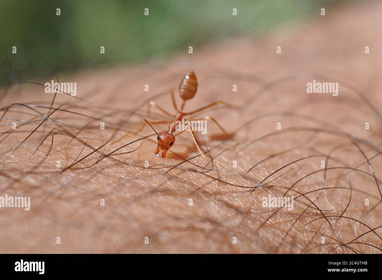 Weaver ant (Oecophylla smaragdina) or major worker biting the skin ...