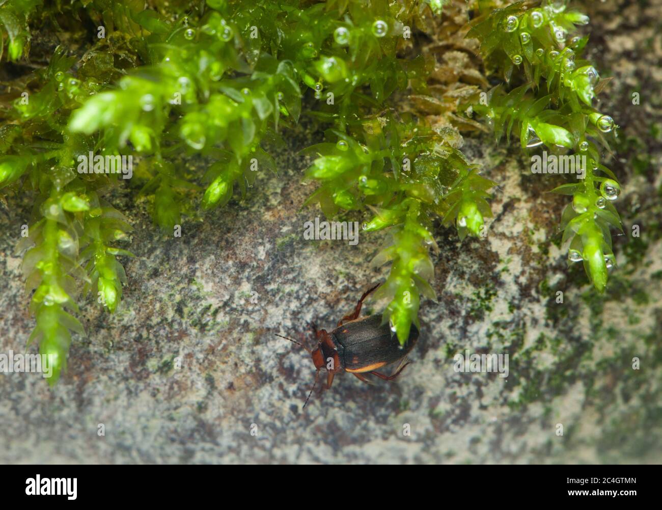 Diving beetle (Hydroporus erythrocephalus Stock Photo - Alamy